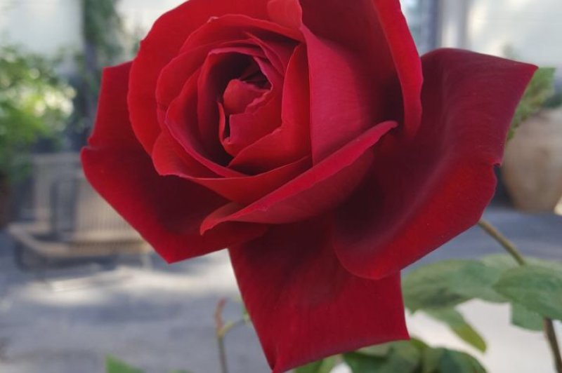 Boscoreale, 120 varietà di rose cantate da Peppe Barra a Villa Silvana ...