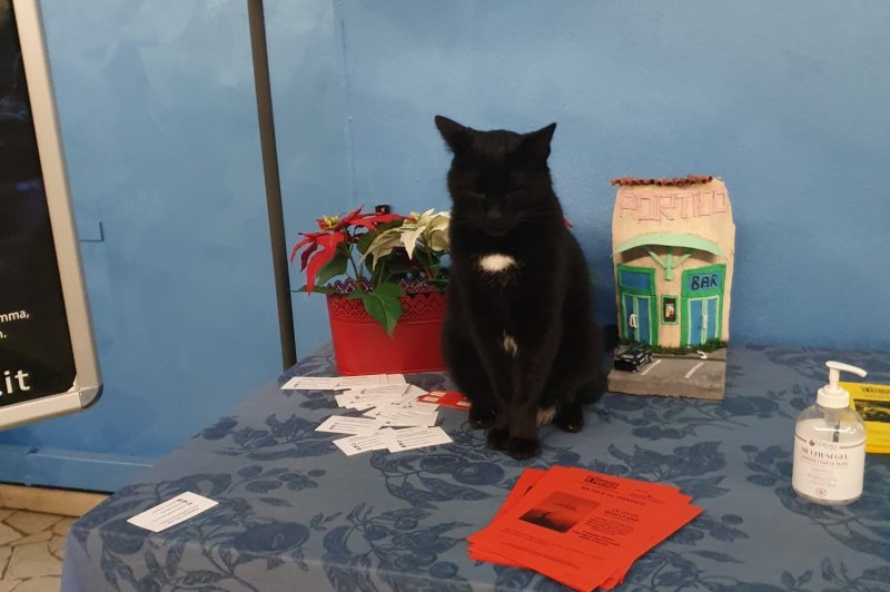 Mariolino, il gatto mascotte del cinema Portico | Corriere.it