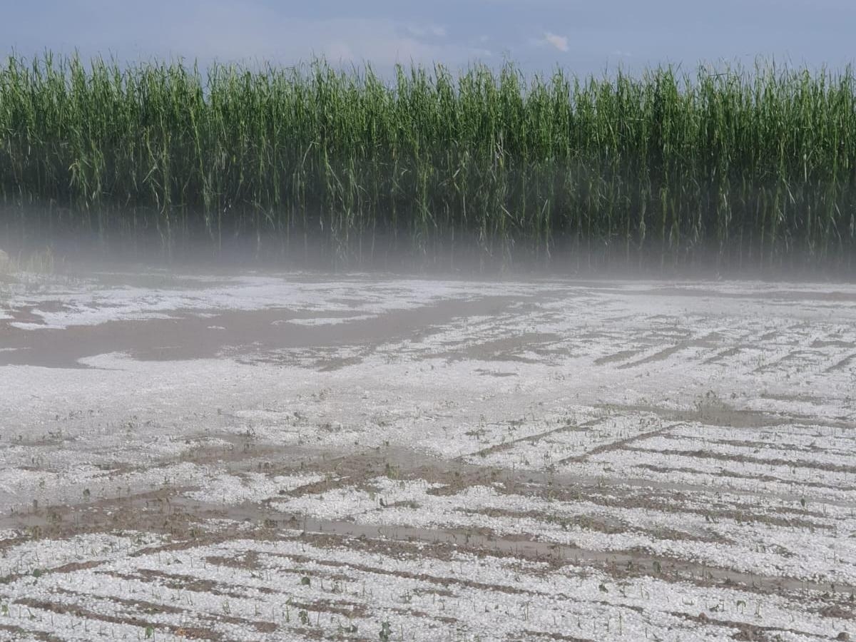 Grandine in Piemonte, Lollobrigida: Governo pronto a intervenire. E ...