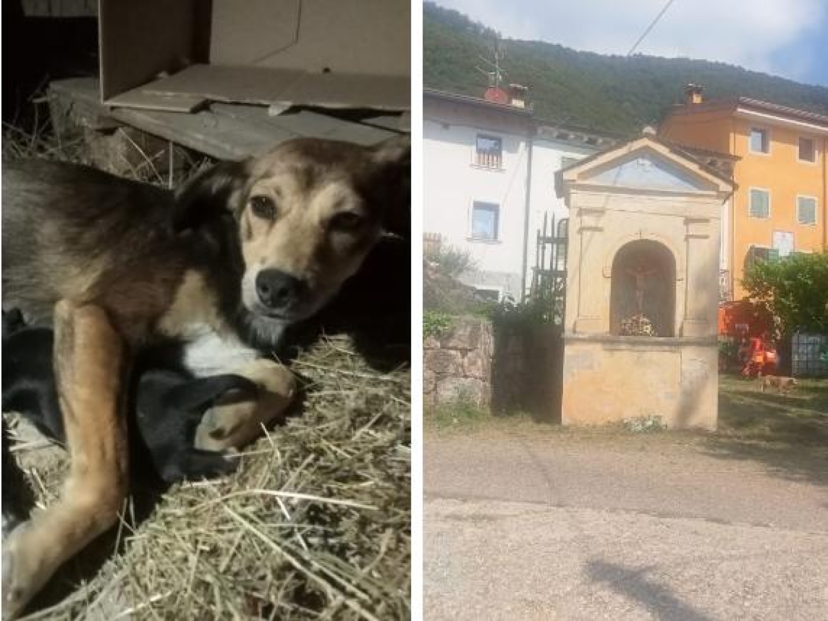 Lessinia, due lupi a pochi passi dai giochi dei bambini: «Adesso ...