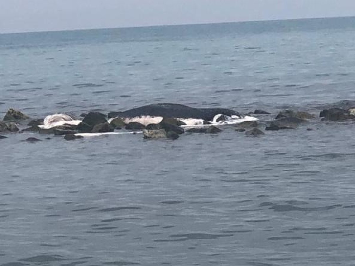 Ostia, balena morta in mare: impossibile recuperare la carcassa già ...