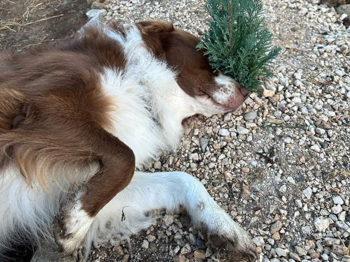 Muore l'amica, il cane Bamboo veglia la tomba di Carla. «Scena ...