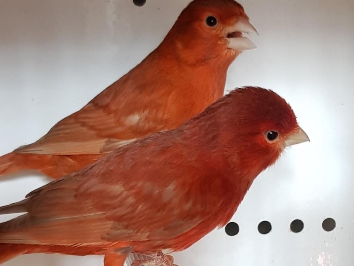 Vallagarina, i canarini di Raffaeta sono i più belli del mondo: «Li ...