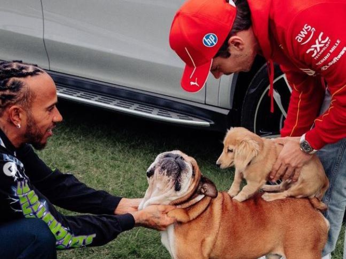 Charles Leclerc e Lewis Hamilton, la foto social con i cani Leo e ...