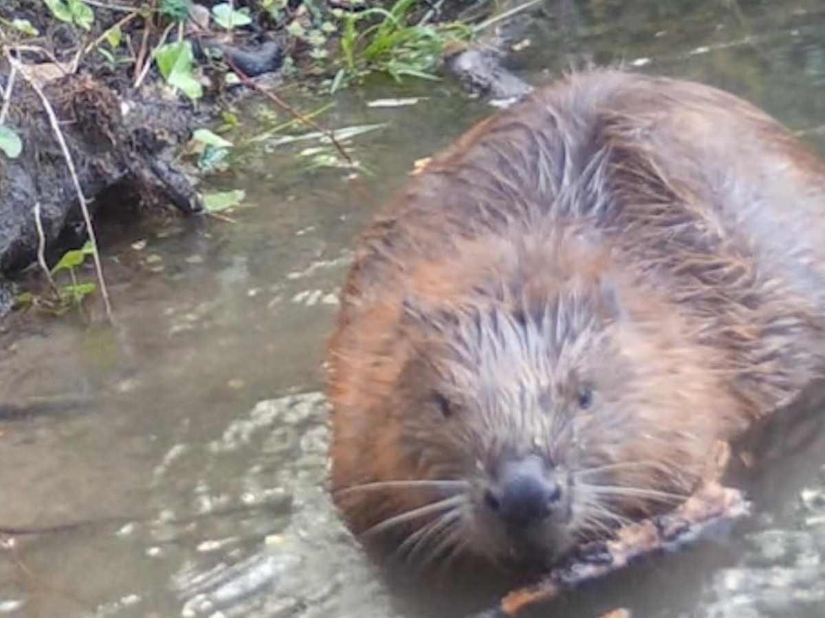 La storia del ritorno del castoro in Toscana | Corriere.it