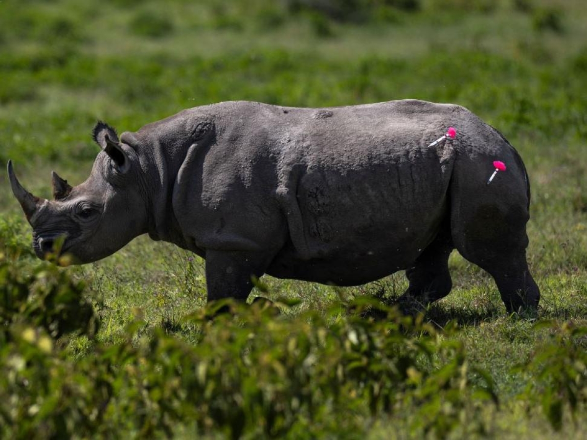 rinoceronte estinto