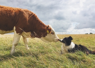 Animali: notizie e curiosità dal mondo degli animali | Corriere.it