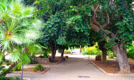 Licata, sulla Costa del Mito: trionfo di ficus e di liane nel parco di ...