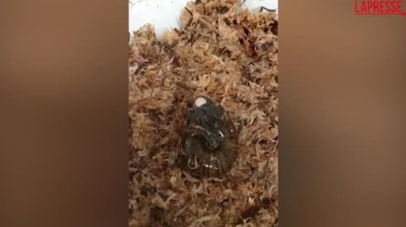 Nuova Zelanda, lumaca carnivora depone uova dal collo | Corriere TV