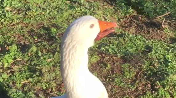 L'oca con il becco fratturato a Villa Pamphilij, «Non mangia, dobbiamo ...