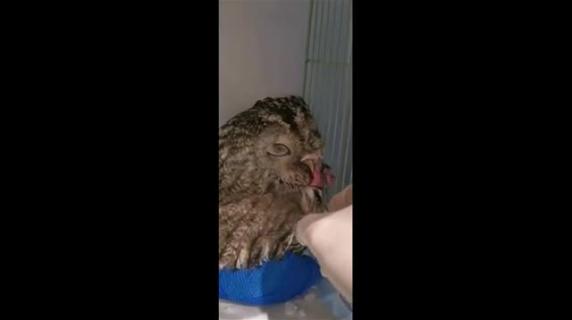 Bolzano, l'allocco con un'ala distrutta torna a volare - Corriere Tv