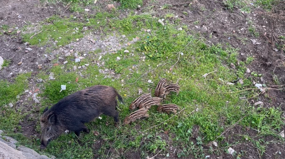 Castel Gandolfo, i cinghiali passeggiano tra la folla sul lungolago ...