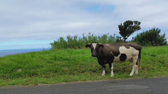 Ecco la mucca che dà le indicazioni stradali | Corriere TV
