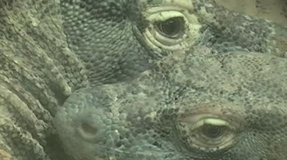 Bioparco di Roma: ecco il primo incontro fra Indah e Richard, la nuova ...