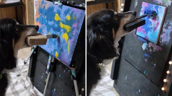 Cody, il cane pittore che ha realizzato (e venduto) oltre cento quadri ...