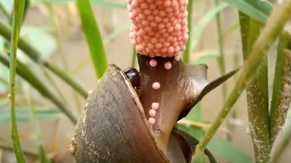 Il filmato (virale) di una lumaca che depone le uova | Corriere TV