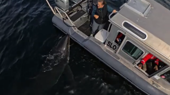 «Oh mio Dio, è enorme!»: il momento in cui un grande squalo bianco urta ...