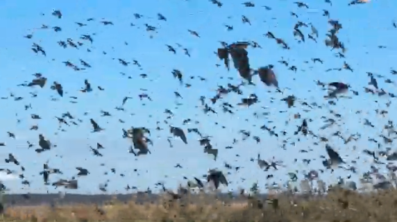 Un folto stormo di rondini migratrici riempie il cielo: il video dagli ...