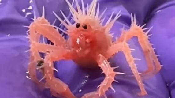 I social celebrano il «granchio più carino del mondo»: sembra essersi ...