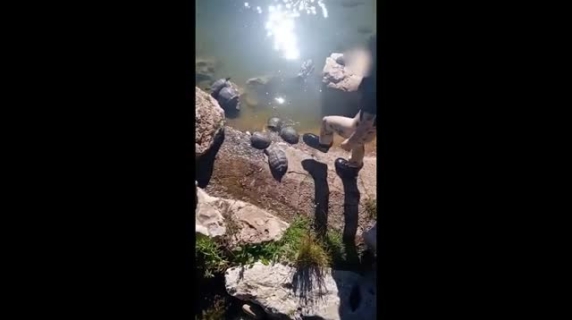 Sigaretta e calci alle tartarughe nel parco 2 Giugno: il video choc e ...