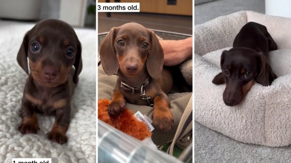 Ecco come è cresciuto il bassotto in un anno di vita: il video è virale ...