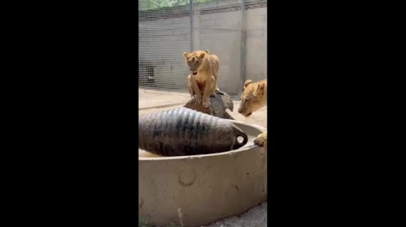 Anna Chiti, morta a 17 anni caduta dal catamarano al primo giorno di ...