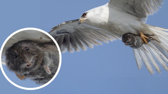 Quando capisci che sei diventato il pranzo: lo scatto epico del ...