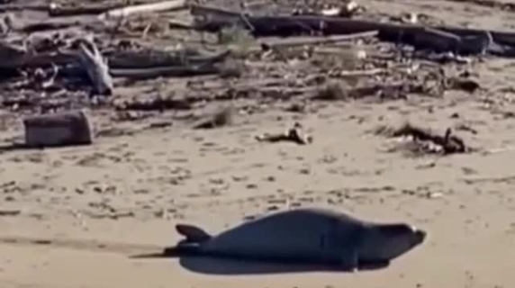 Dj Mozart, morto Claudio Rispoli a 67 anni: tra i creatori dell'afro ...