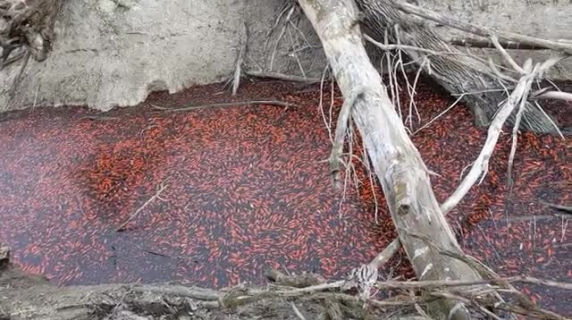 Elicottero per innevare le piste, gli impiantisti: «Sul Palon soluzione ...