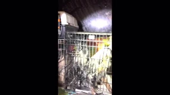 Annabella Martinelli aveva un cerotto sulla bocca. Lunga lettera di ...