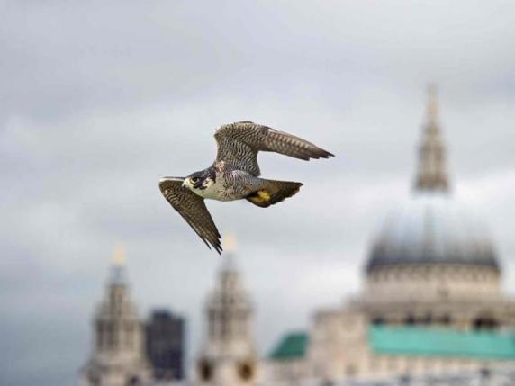 Granchi a Roma, falchi a Milano e gamberi a Torino, ecco la guida per ...