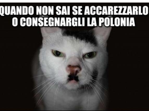 Giornata del gatto, i meme più divertenti per festeggiare i nostri ...