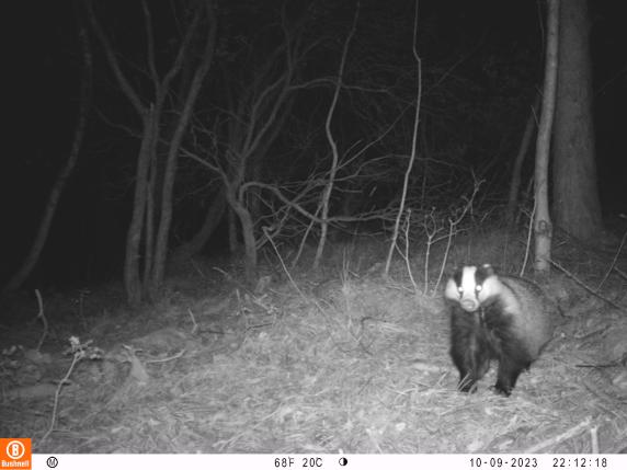 Salvaguardia della fauna forestale: al via il progetto nel Parco ...