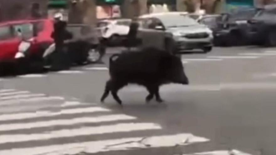 Roma, un cinghiale attraversa piazza Mazzini in pieno giorno | Corriere TV