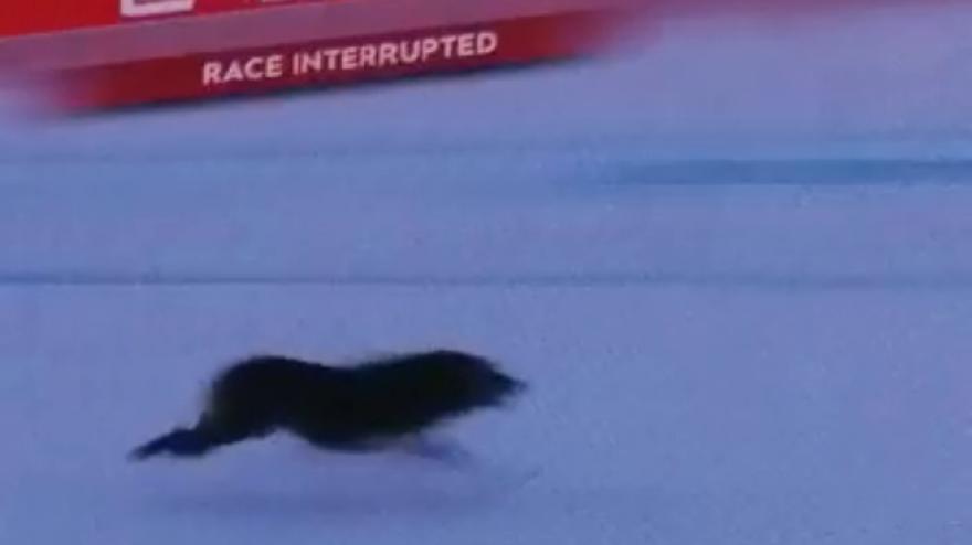 Bormio, il cane «sciatore» irrompe alla Coppa del Mondo di sci. Show ...