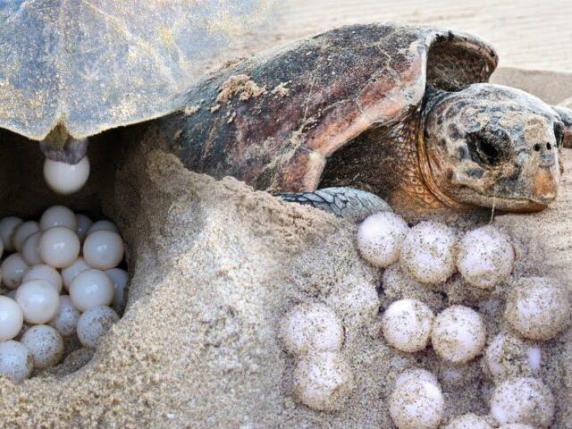 Torre del Greco, tartaruga marina depone 50 uova sulla spiaggia ...