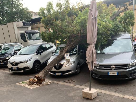 Vento forte a Roma, l'allerta continua anche domani: alberi e semafori ...