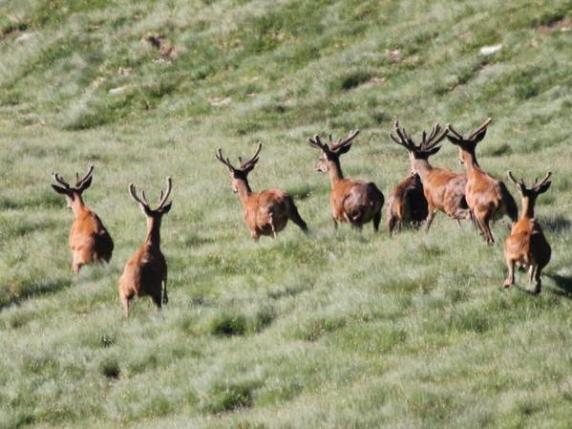 Cervi, al via il piano di abbattimento nel Parco dello Stelvio: se ne ...