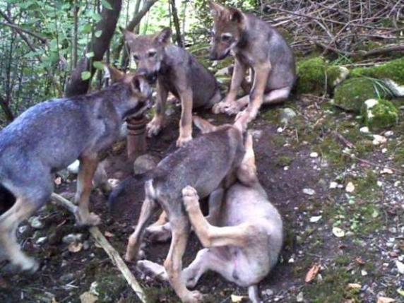 Lessinia, sono tre i branchi di lupo: uno si allarga, nuova cucciolata ...