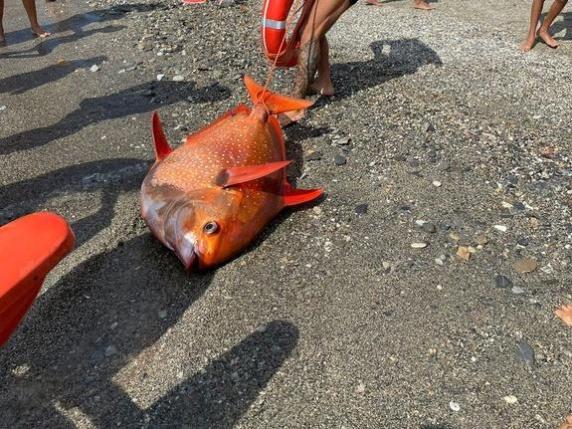 A Procida si è spiaggiato un Pesce Re da 45 chili: recuperato da tre ...