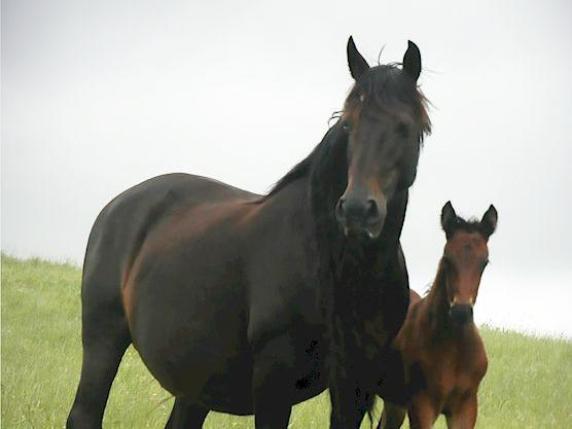 Il Cavallo Siciliano riconosciuto come razza a limitata diffusione. «Un ...