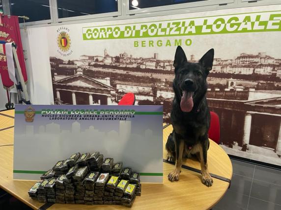 Bergamo, Lokj è troppo stressato: il cane anti droga della polizia ...