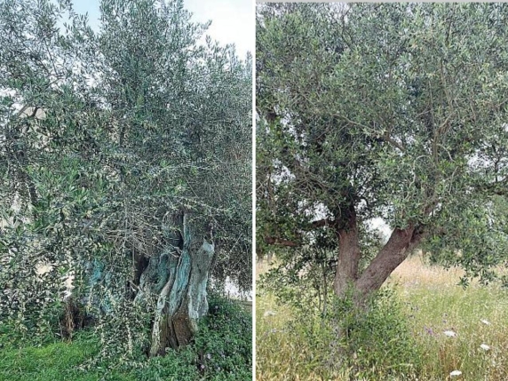 Salento, il miracolo degli ulivi rifioriti dopo la Xylella. «Qui il ...