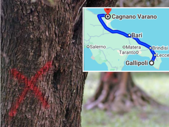 Xylella, il batterio killer degli ulivi ha coperto tutta la Puglia: in ...