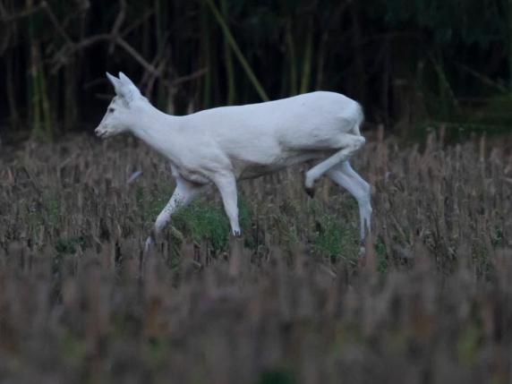 Animali, un capriolo bianco nelle campagne tra Veneto e Friuli vicino ...