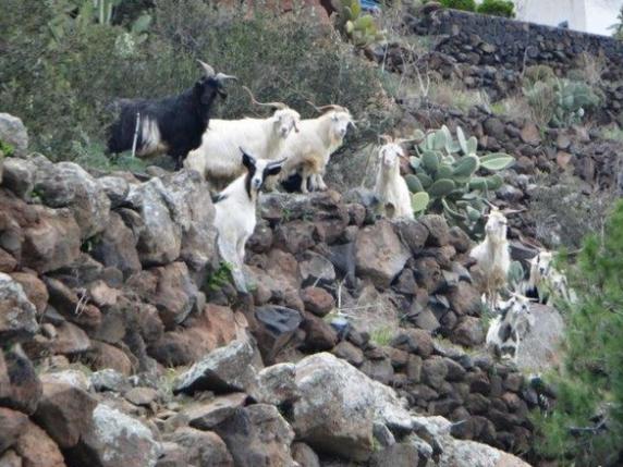 Alicudi, più capre selvatiche che abitanti. «Bellissime ma pericolose ...