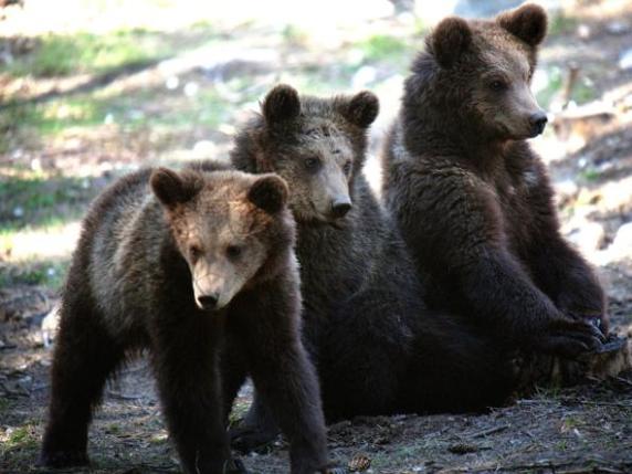 Life Ursus, polemiche sul piano per aumentare gli esemplari: «Non ci ...