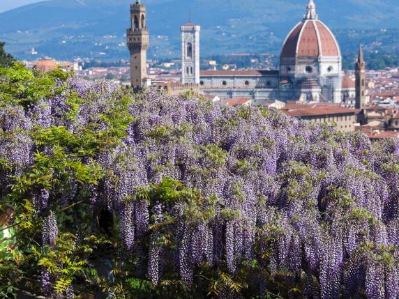 Firenze in fiore, giardini da visitare: tra rose, glicine, iris (e tulipani) | Corriere.it