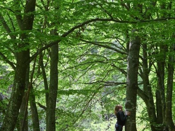 «Forest Bathing» e «Tree Hugging» in Piemonte: la salute che viene ...