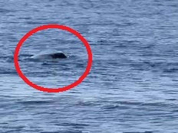 Una foca monaca avvistata al largo di Capri: le immagini riprese da una ...